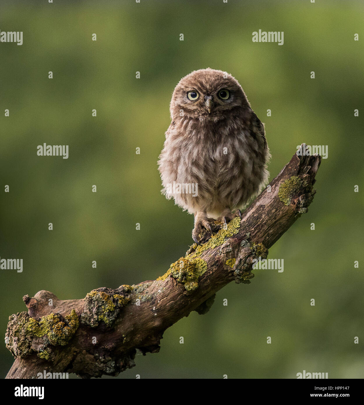 Juvenile little owl hi-res stock photography and images - Alamy