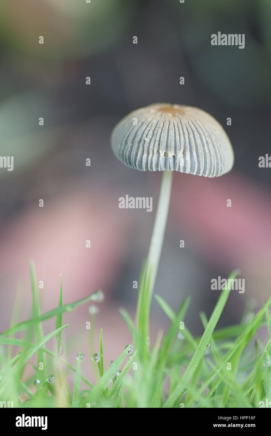 Pleated cap hi-res stock photography and images - Alamy