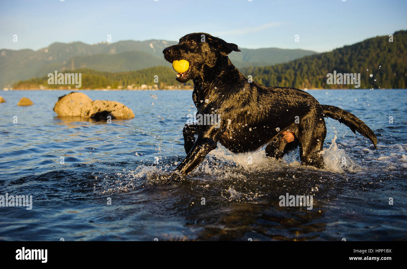 Labrador running through water hi-res stock photography and images - Alamy
