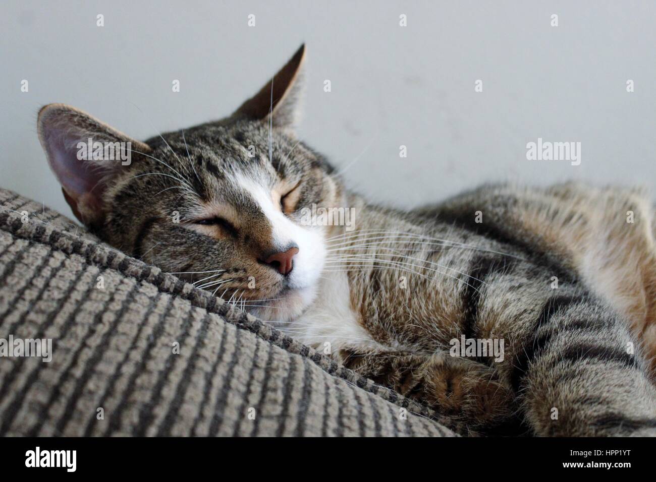 Tabby cat sleeping Stock Photo - Alamy