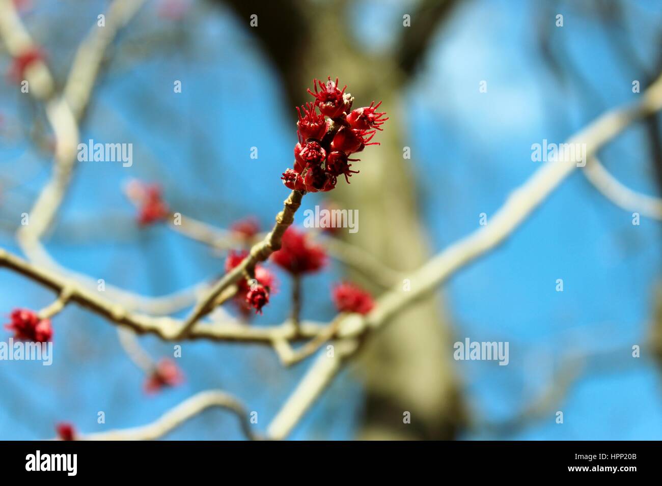 Bud on a tree close up Stock Photo - Alamy