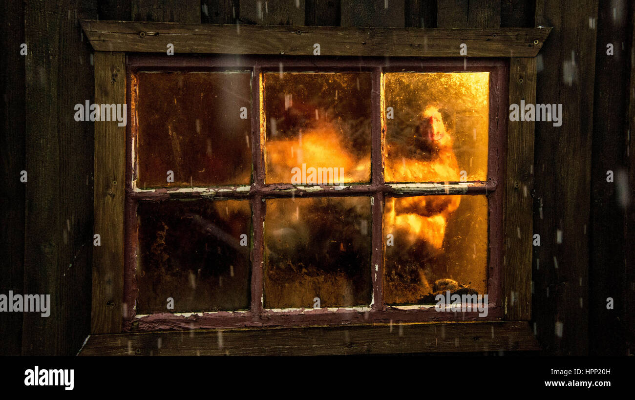 Chickens standing in the window of their chicken coop Stock Photo - Alamy