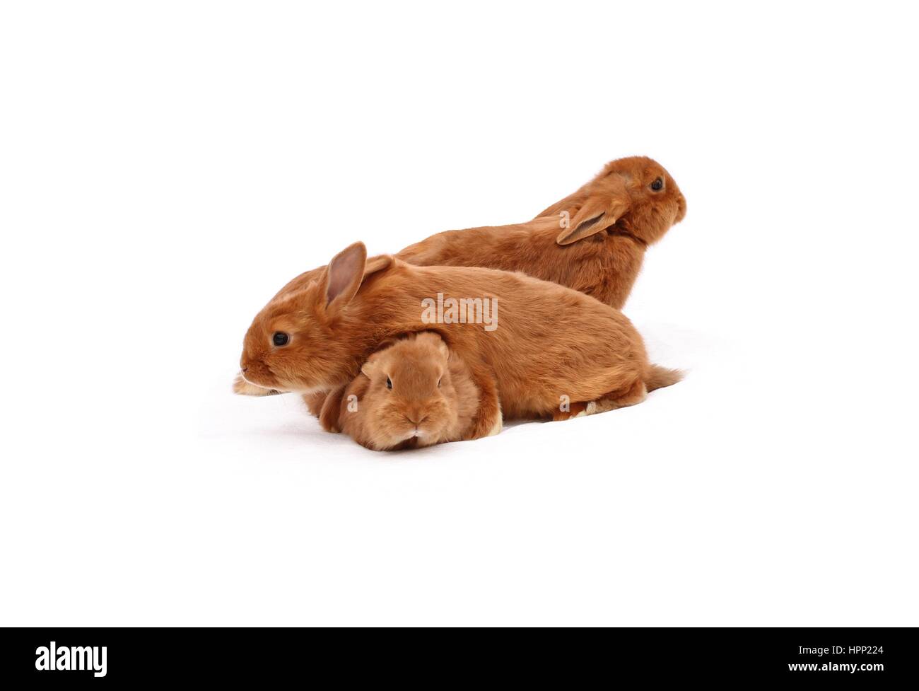 White brown rabbits hi-res stock photography and images - Alamy
