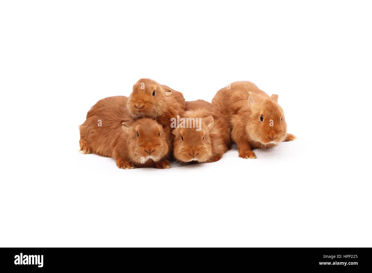 Dewlap rabbit hi-res stock photography and images - Alamy