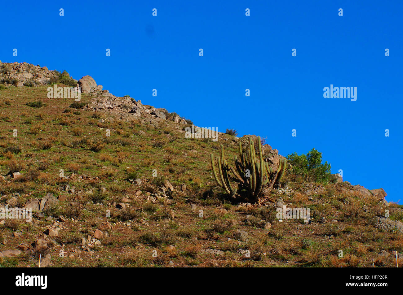 Cactus on a cliff on the background of blue sky Stock Photo - Alamy