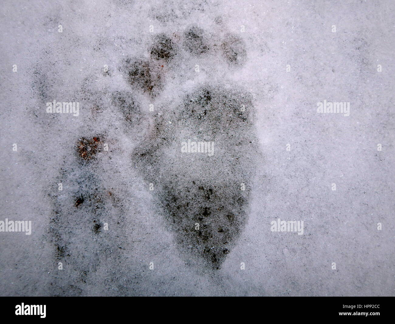 Polar bear footprint hi-res stock photography and images - Alamy