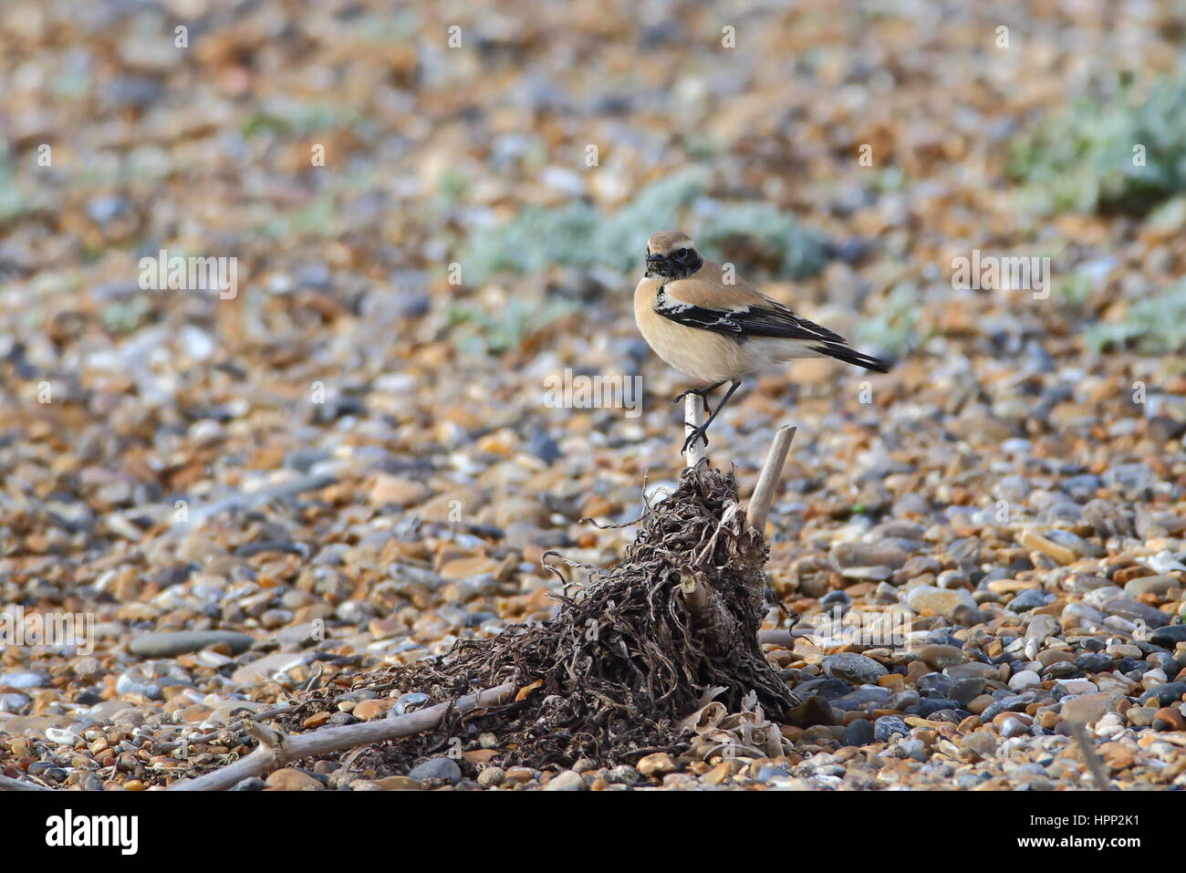 Male Desert Wheatear at Cley Stock Photo - Alamy