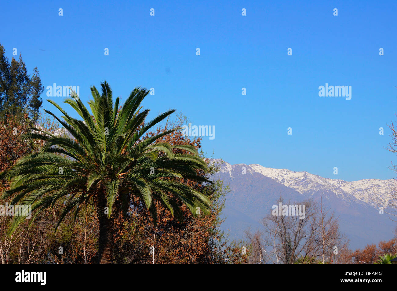 The contrast of Nature in Chile. warm palm trees in the valley and snow ...