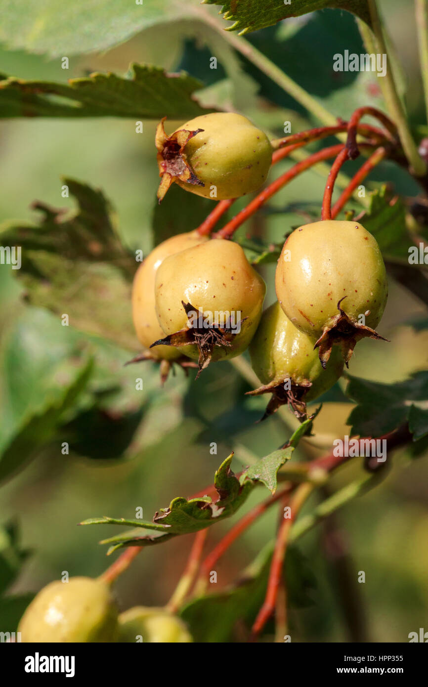 Hawthorne plant hi-res stock photography and images - Alamy