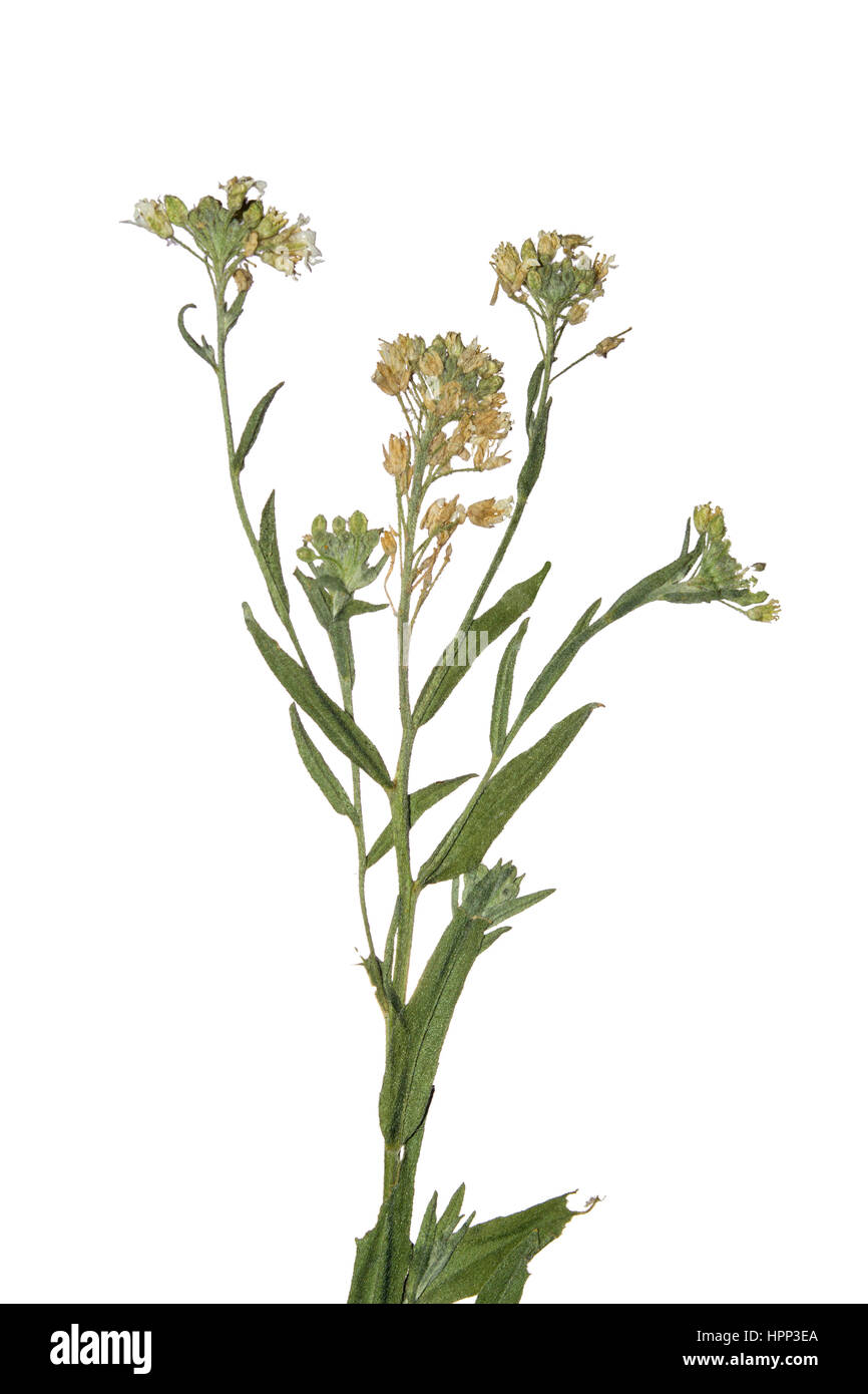 Pressed Dried branch spring field flower. Herbarium of wild flowers ...