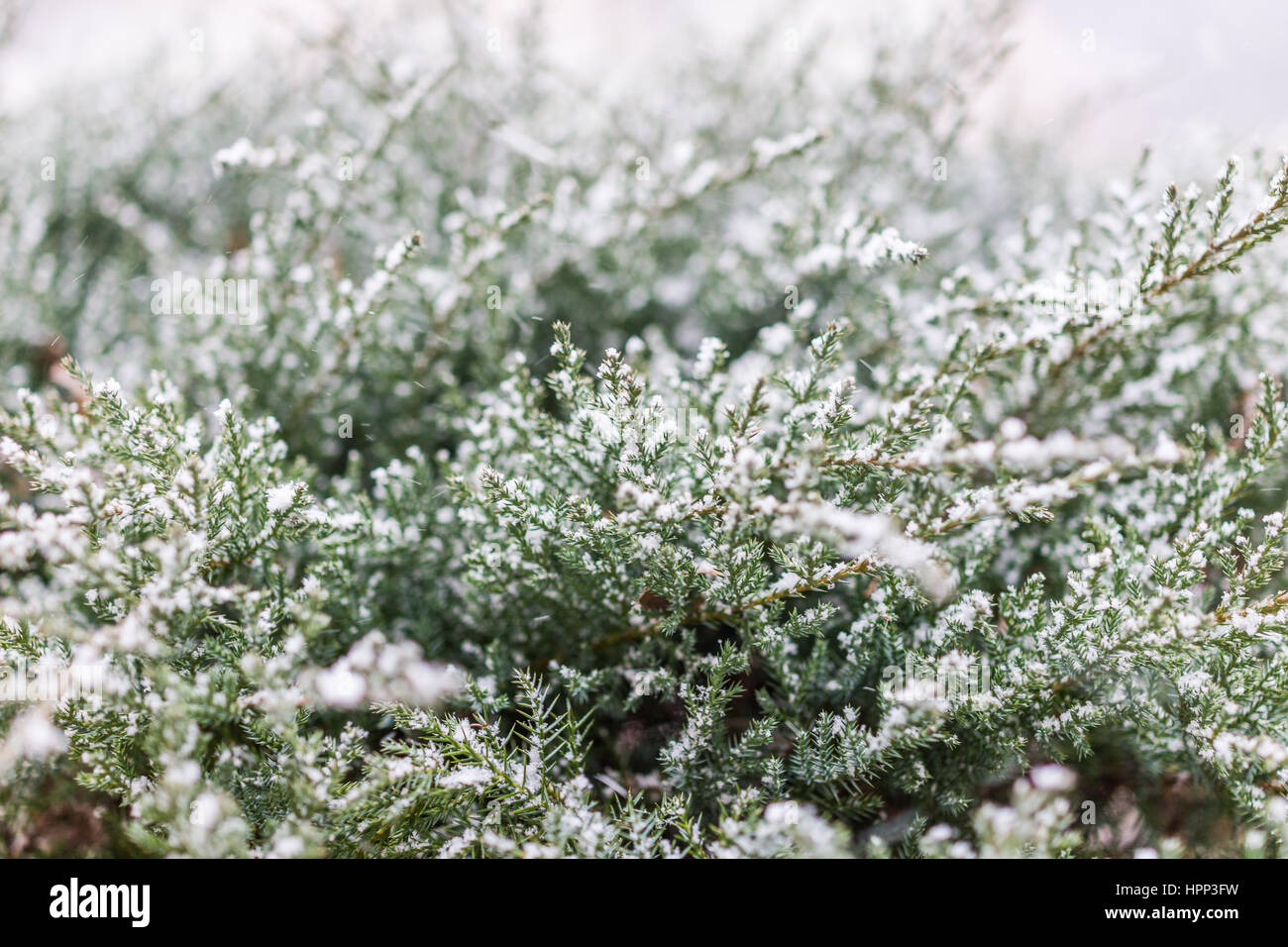 Snow flakes on juniper tree macro closeup Stock Photo - Alamy