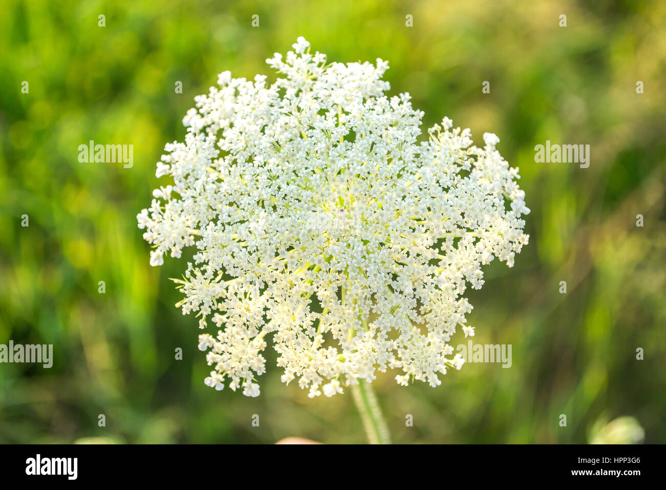 Cow parsnip Weed. Poisonous plant. Heracleum. Big hogweed Stock Photo ...