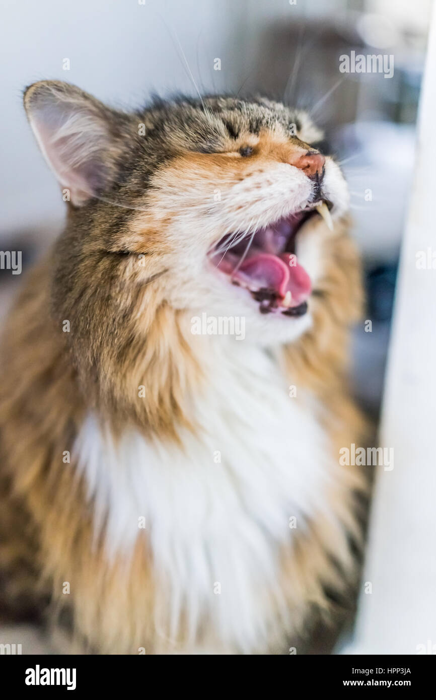 Calico Maine coon cat yawning or meowing showing missing teeth Stock ...
