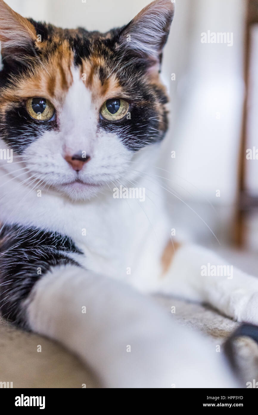 Calico cat lying on carpet playing with string Stock Photo - Alamy
