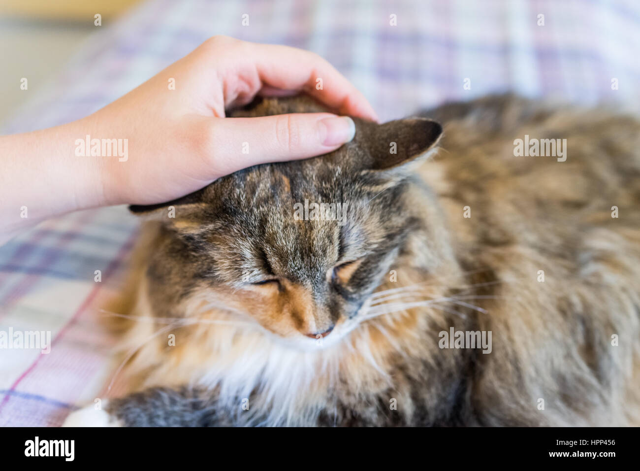 Closeup of hands petting maine coon cat on bed Stock Photo - Alamy