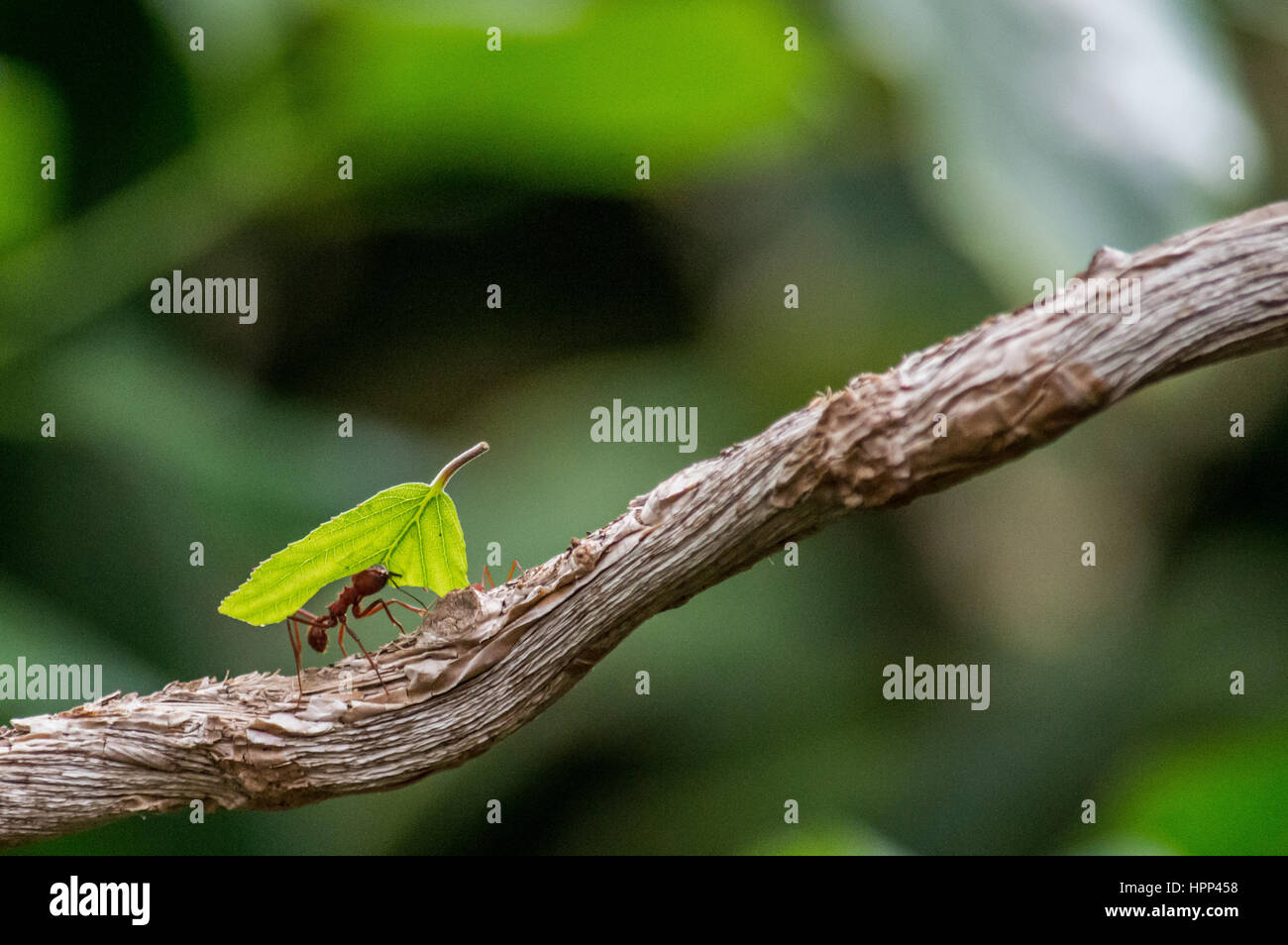 leaf cutter ant carries a small green leaf on a tree branch, horizontal ...