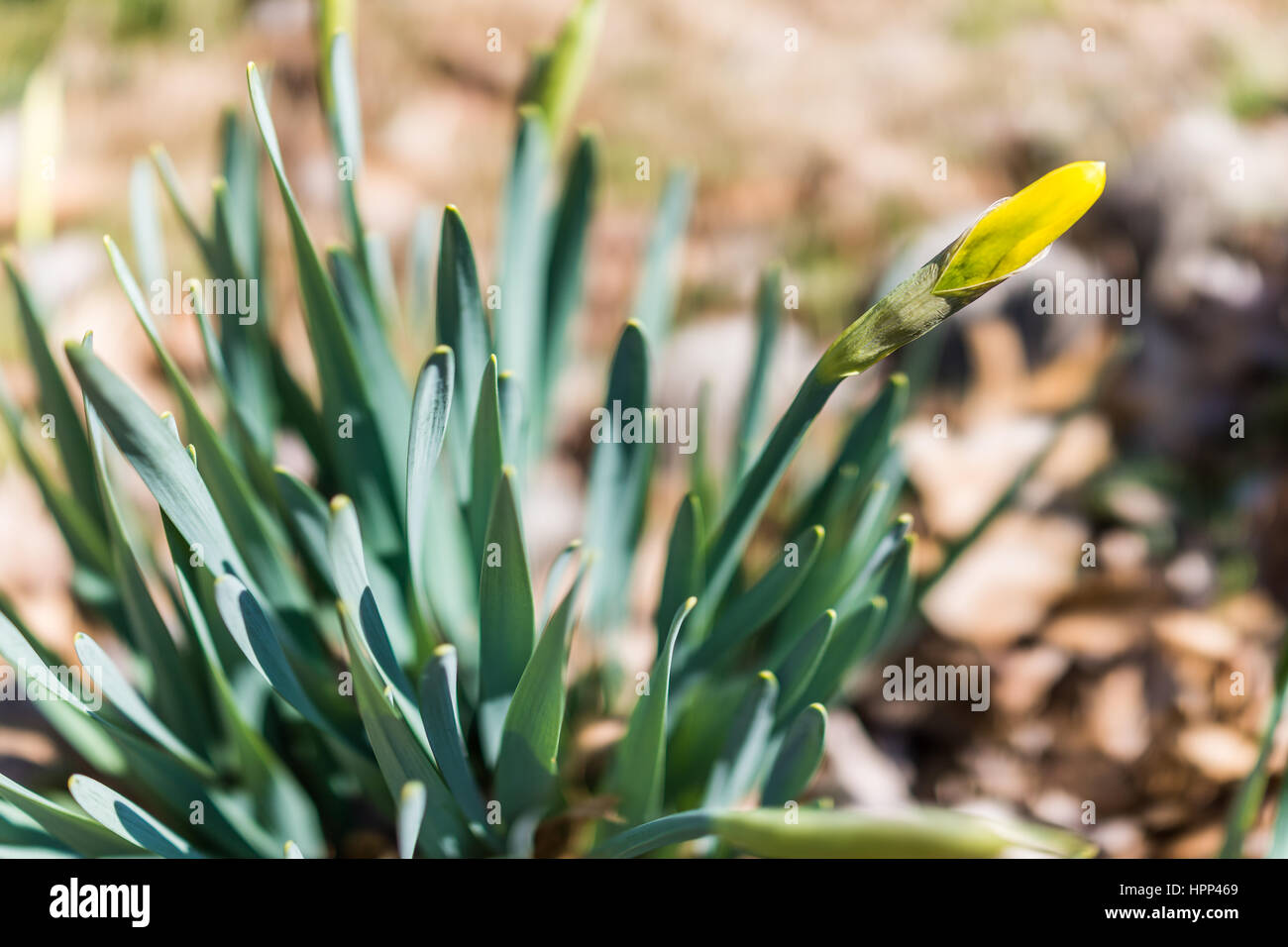 One closed yellow daffodil with green leaves macro closeup Stock Photo ...