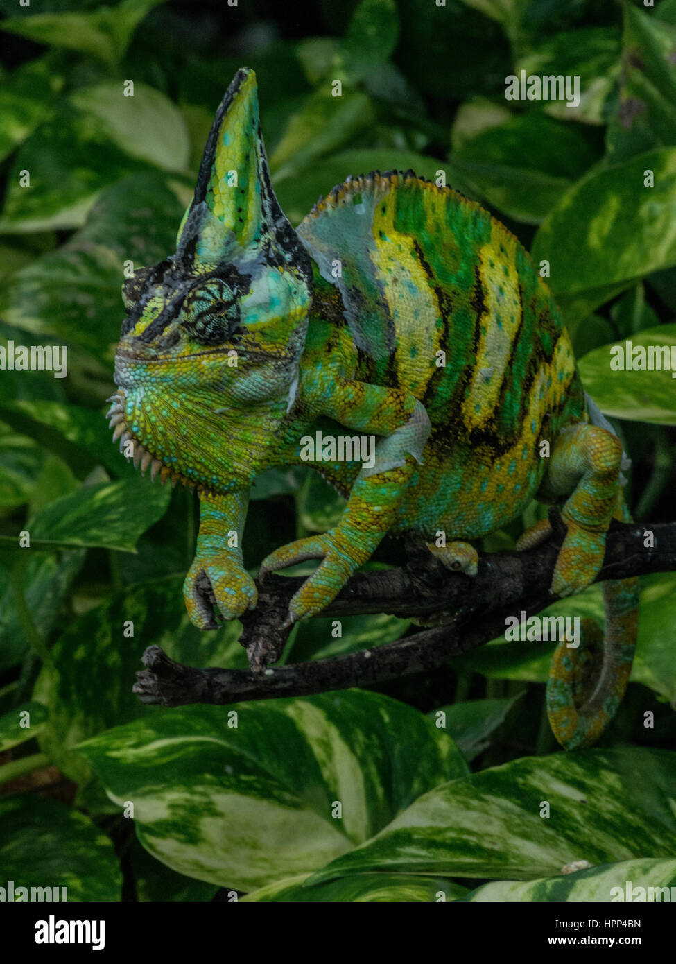 big chameleon emerges from the green leaves of a tree, vertical image ...