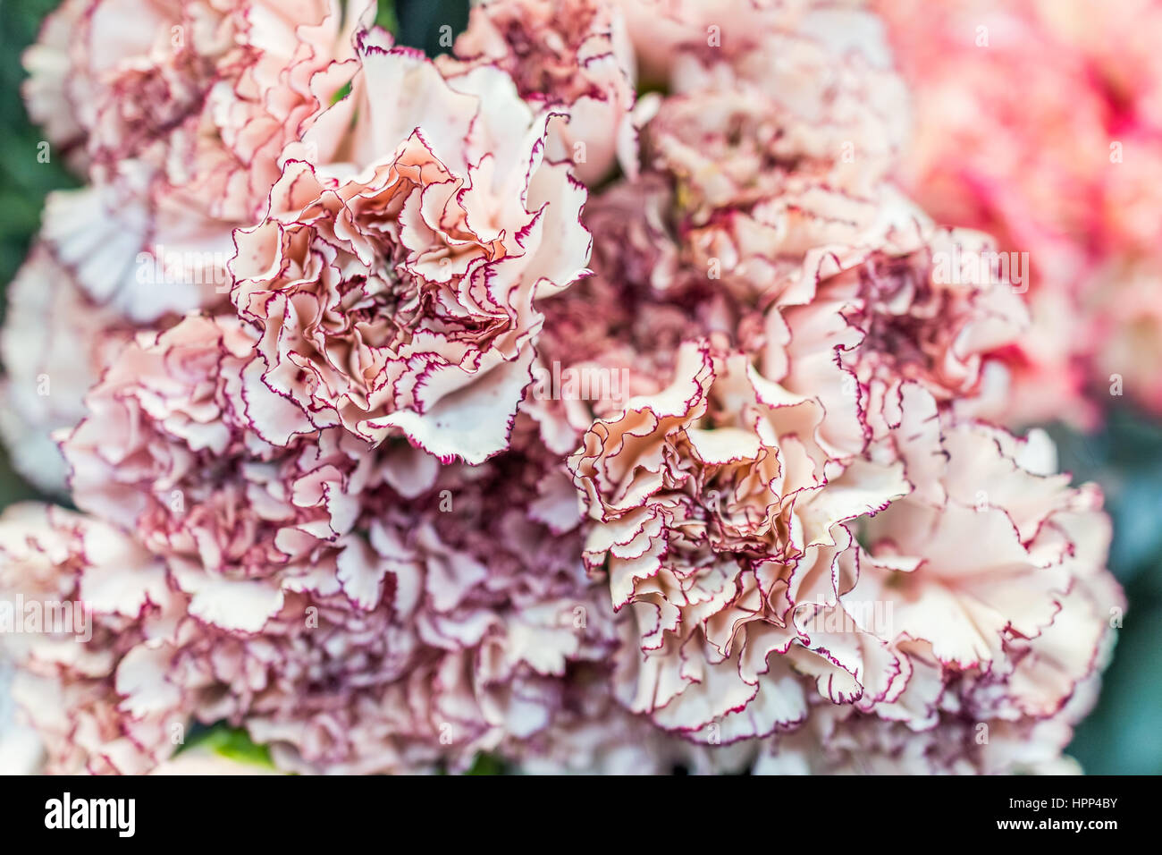 White and red carnations bouquet macro closeup Stock Photo - Alamy