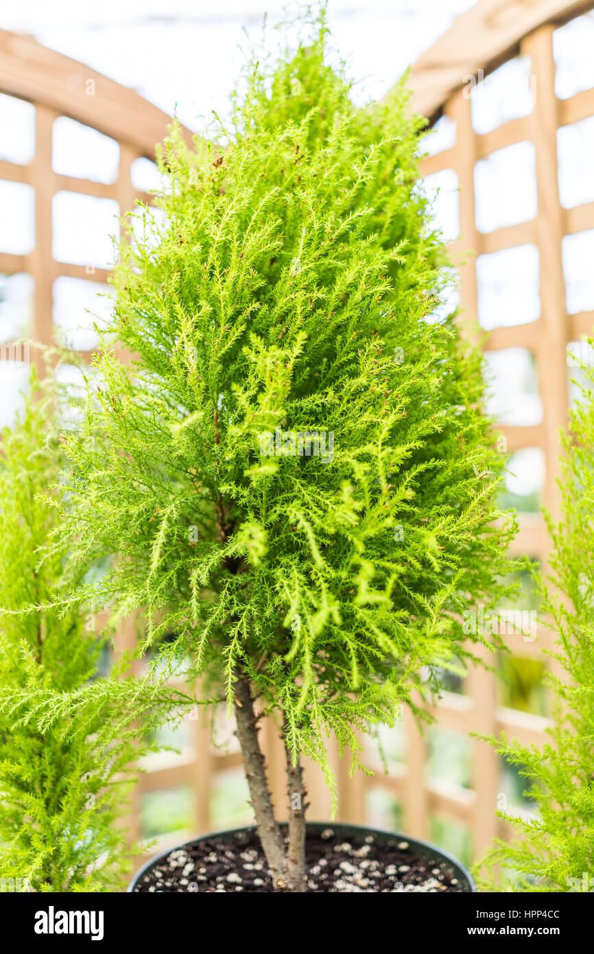 Small lemon tree hi-res stock photography and images - Alamy