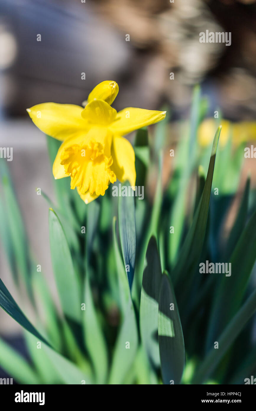 Open daffodil hi-res stock photography and images - Alamy
