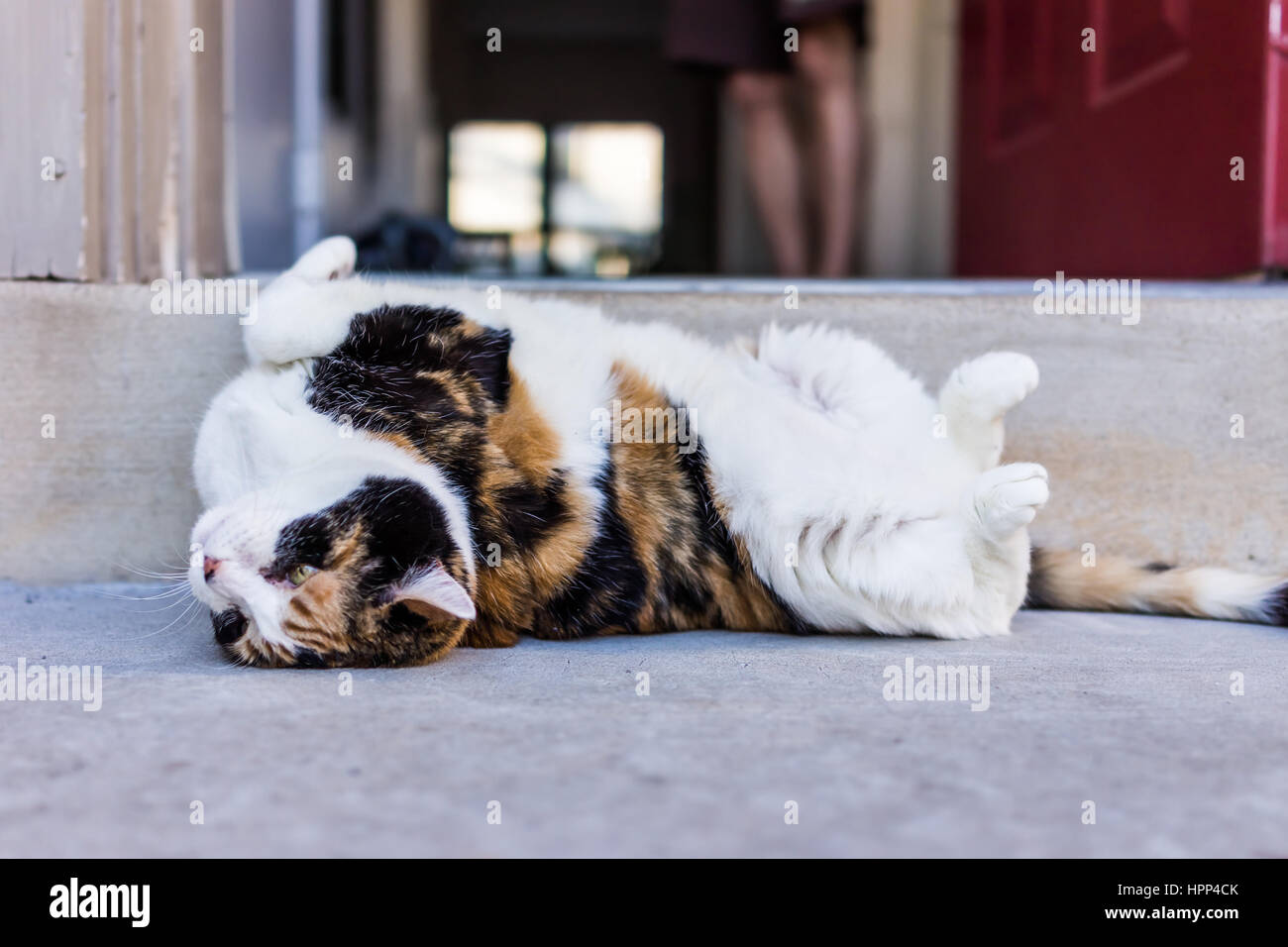 Funny cat rolling around on hi-res stock photography and images - Alamy