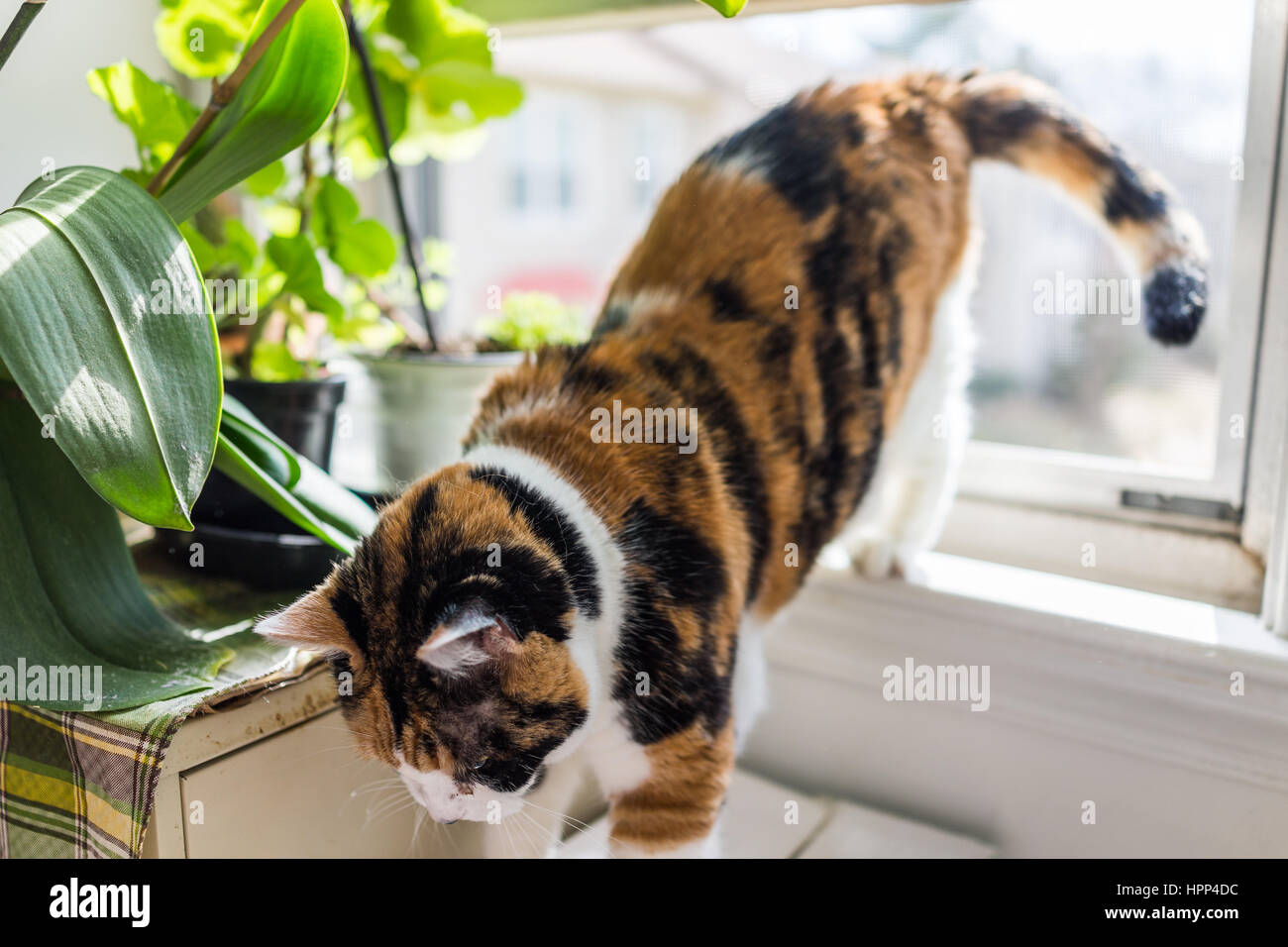 Jumping from window hi-res stock photography and images - Alamy