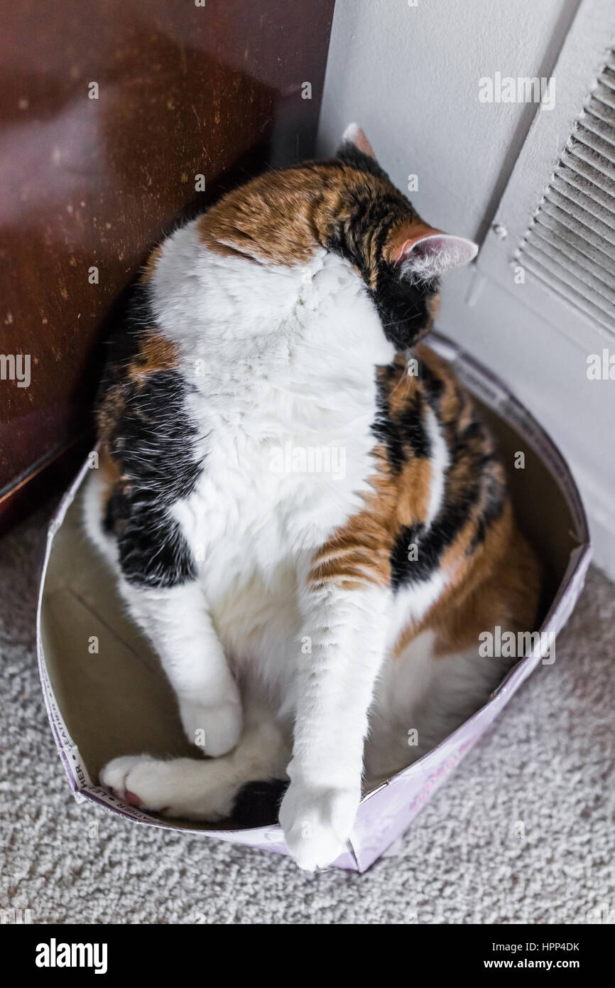 Cat Grooming Itself High Resolution Stock Photography and Images - Alamy