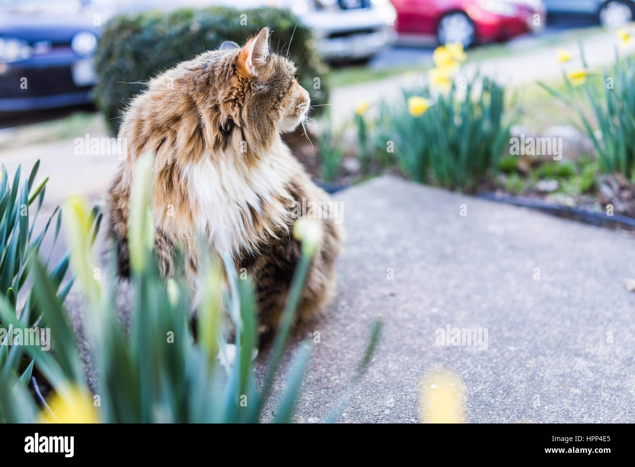 Maine coot cat hi-res stock photography and images - Alamy