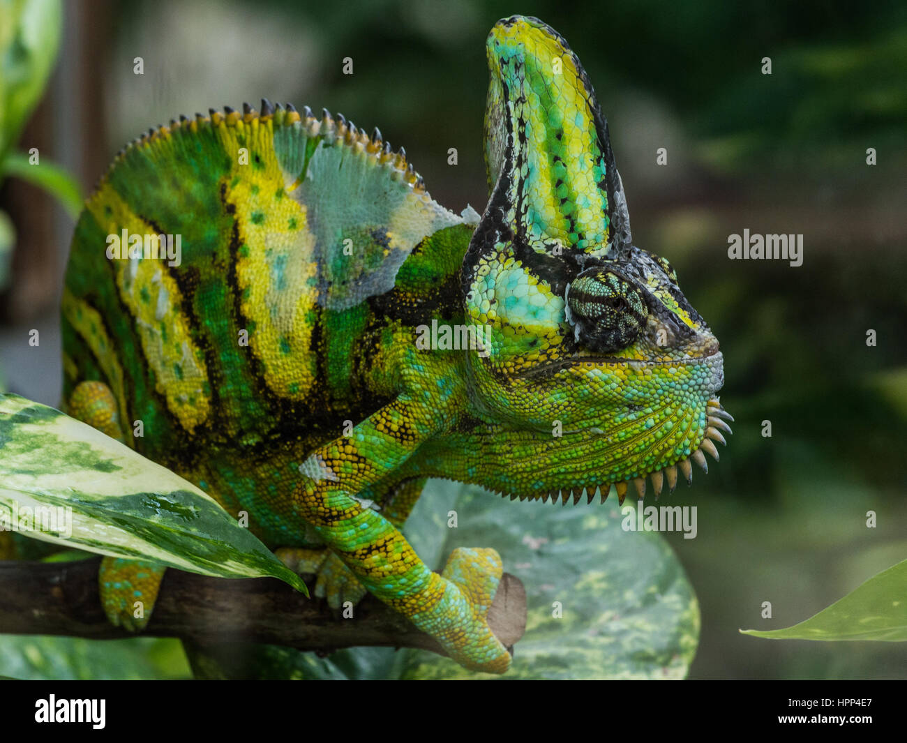 big chameleon emerges from the green leaves of a tree, portrait ...