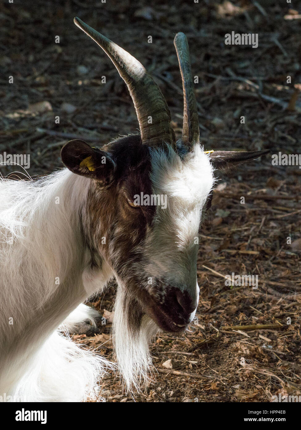 Casa goat hi-res stock photography and images - Alamy