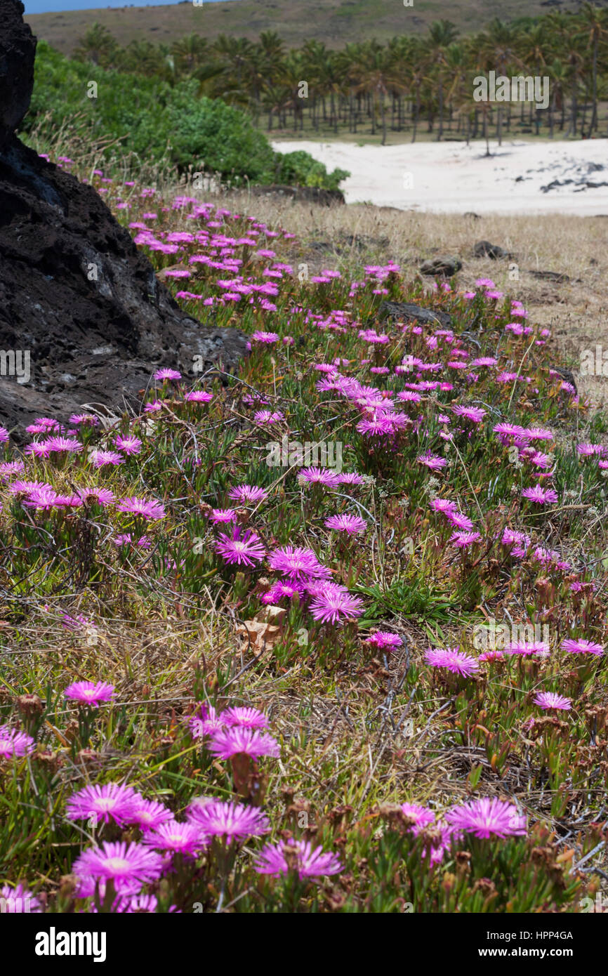 Ice plant flowers in spring on Easter Island Stock Photo - Alamy