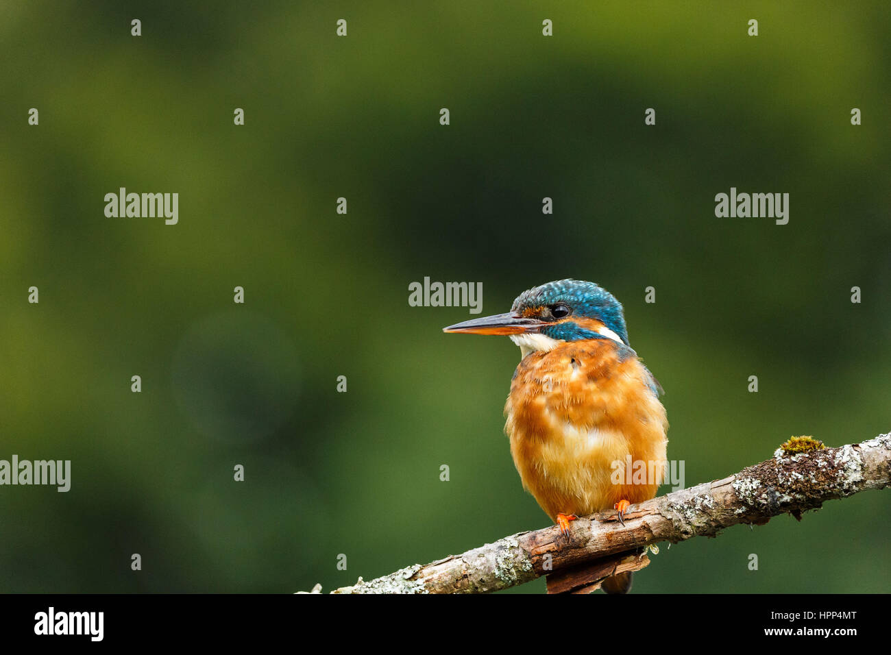 Scruffy bird hi-res stock photography and images - Alamy
