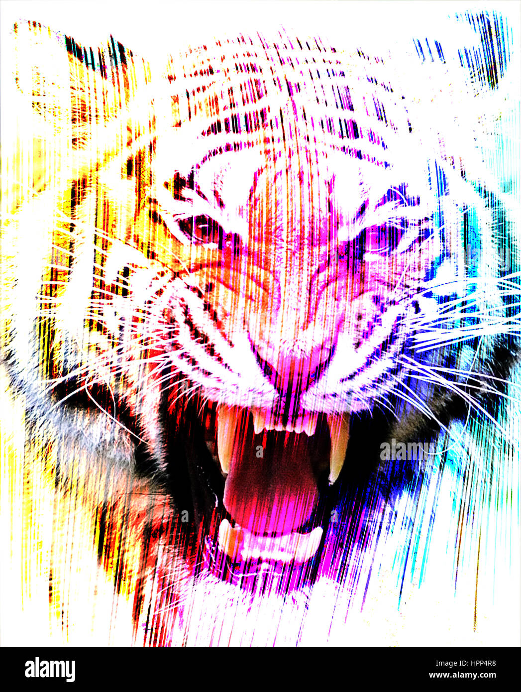 Angry Tiger face Stock Photo - Alamy