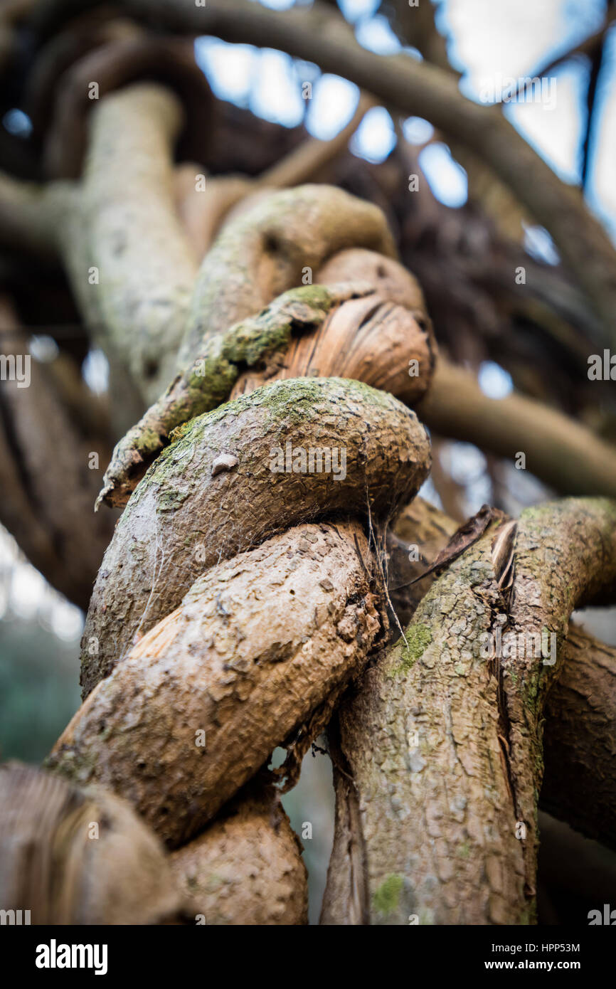 Twisted Vines Close Up hanging on bare tree in winter Stock Photo - Alamy