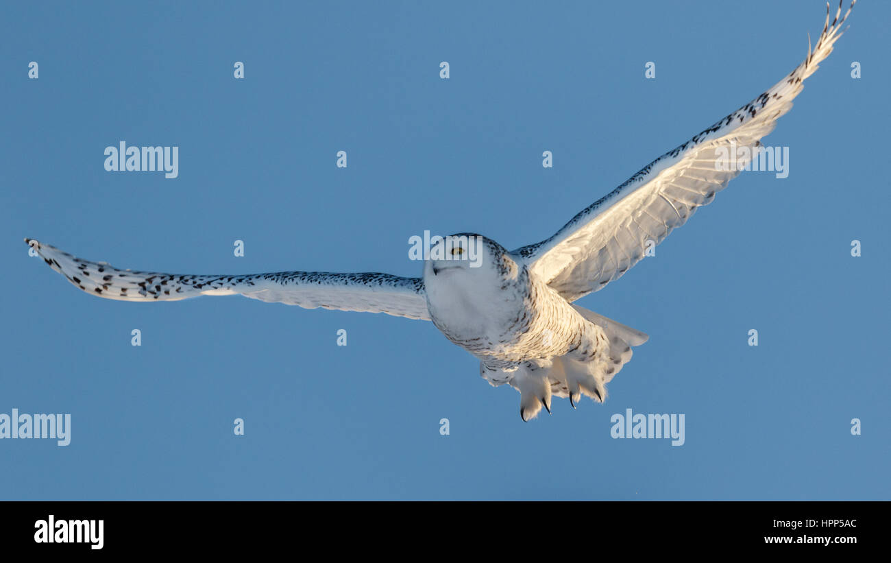 Snowy owl in flight against blue sky Stock Photo - Alamy