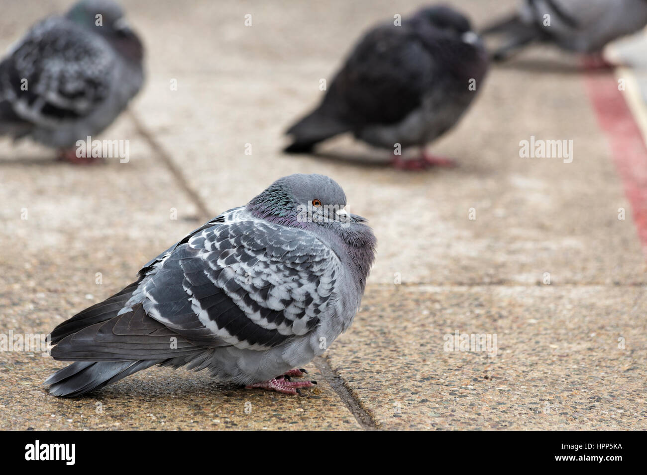 The Rock Dove Stock Photo - Alamy