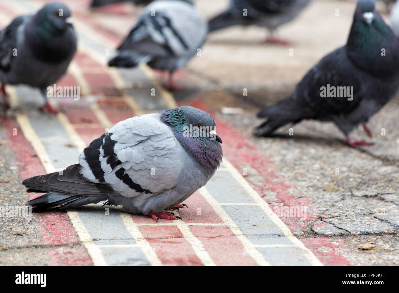 Fat dove hi-res stock photography and images - Alamy