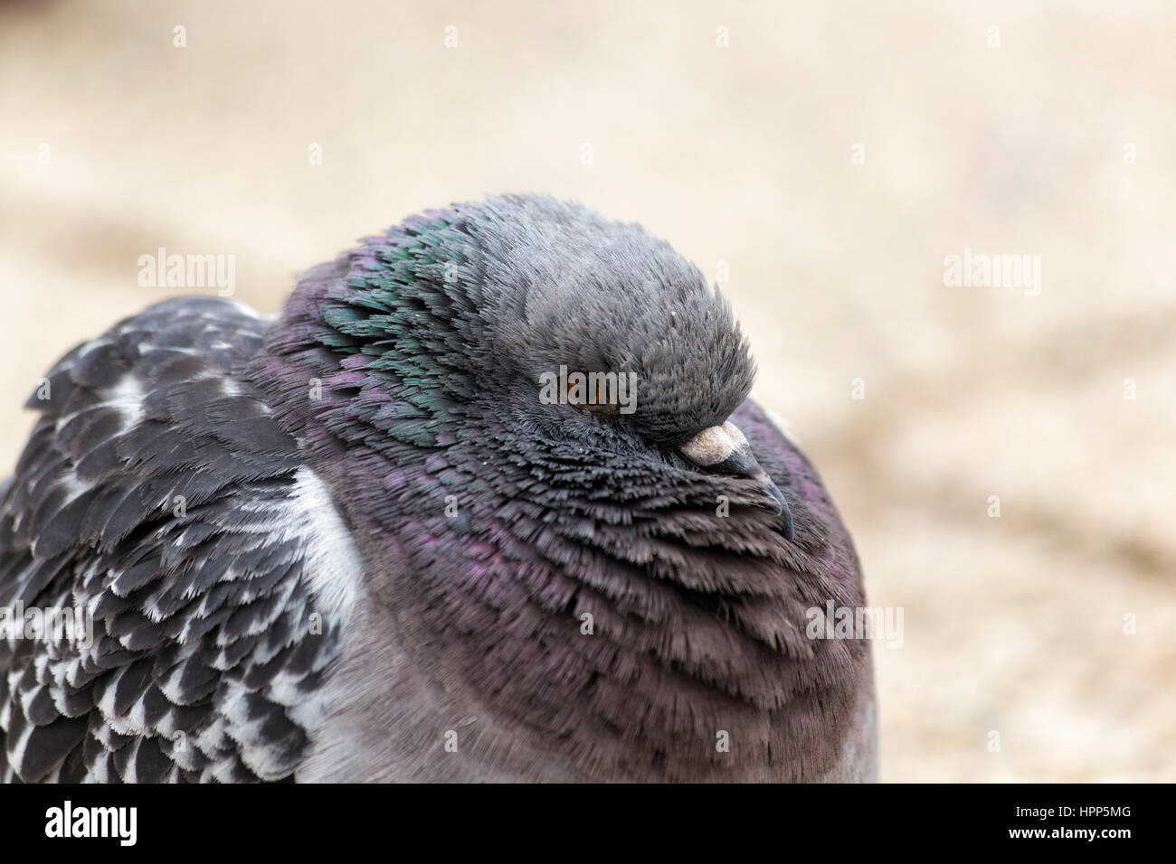 Fat Dove High Resolution Stock Photography and Images - Alamy
