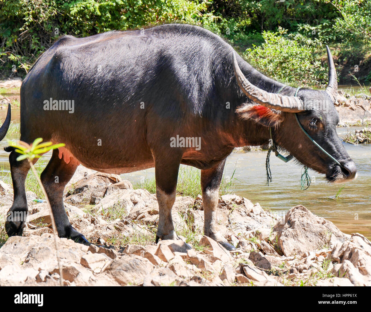 Water buffalo background hi-res stock photography and images - Alamy