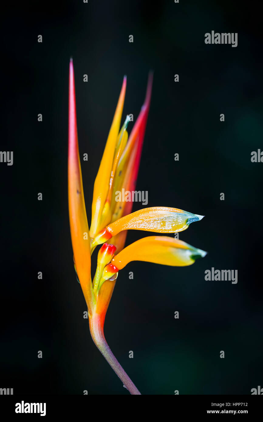 National flower of peru hi-res stock photography and images - Alamy