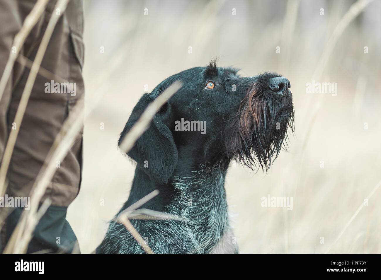 German hound male hi-res stock photography and images - Alamy