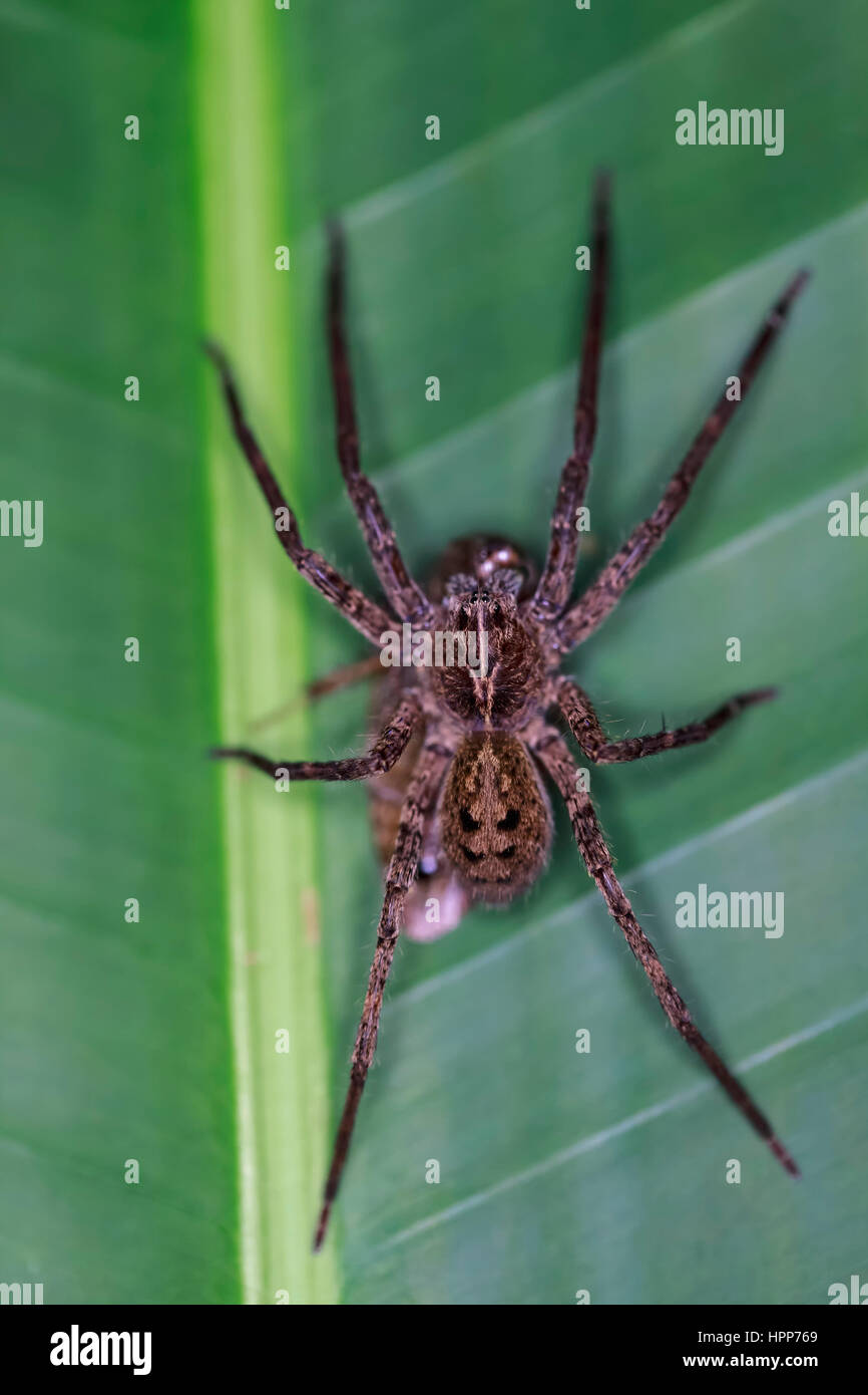 Peru, Manu National Park, wandering spider on leaf Stock Photo - Alamy