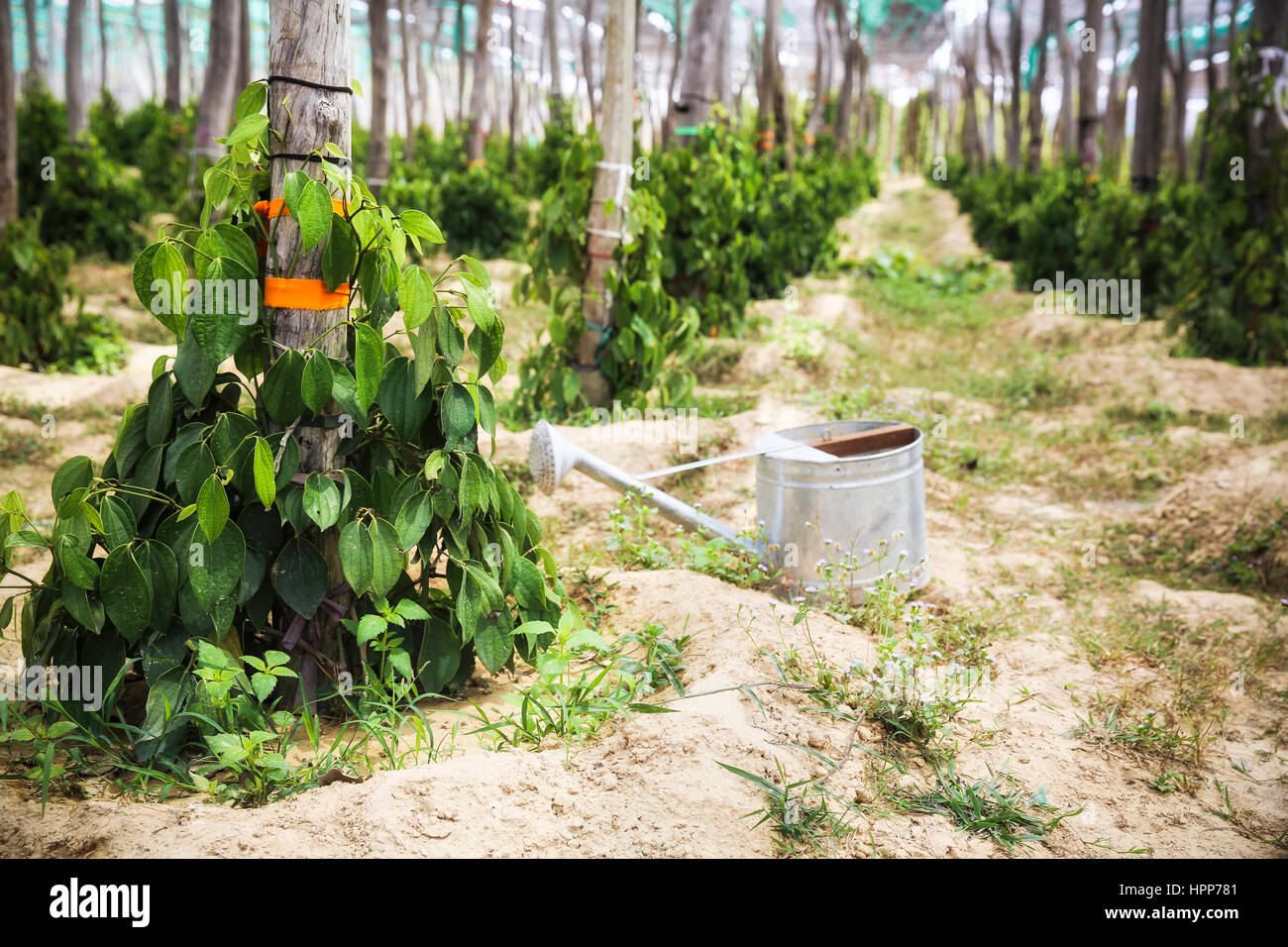Cambodia, Kampot, pepper farm, famous Kampot pepper Stock Photo - Alamy