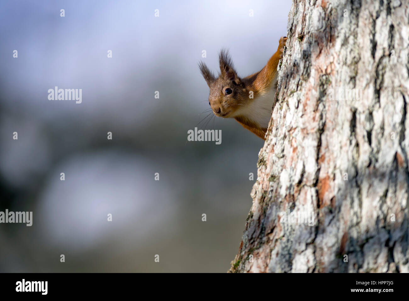 Red squirrel peeking behind tree trunk Stock Photo - Alamy