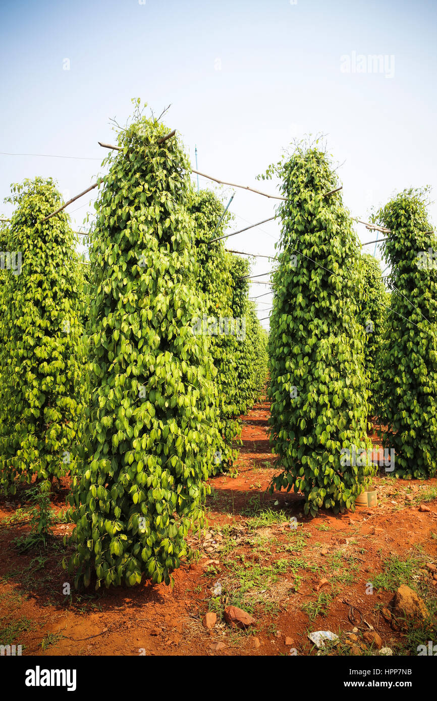 Cambodia, Kampot, pepper farm, famous Kampot pepper Stock Photo - Alamy