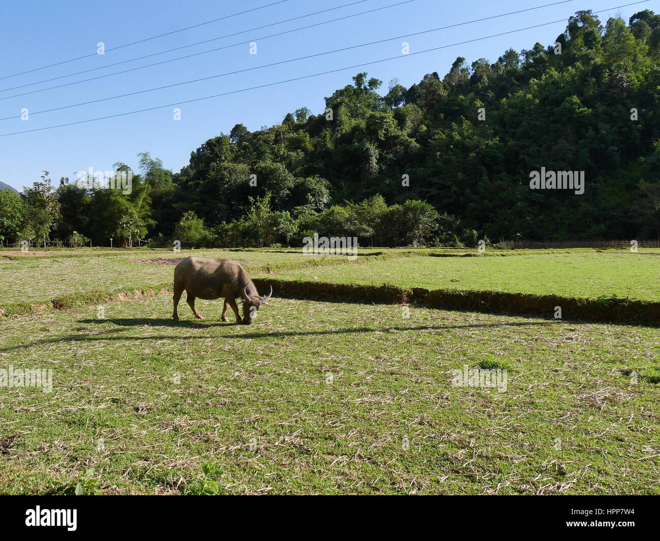 Buffalo on rice field hi-res stock photography and images - Alamy