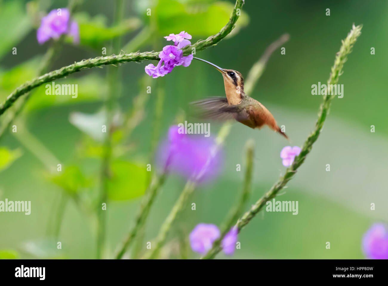 Peru, Manu National Park, foraging Reddish hermit in the air Stock ...