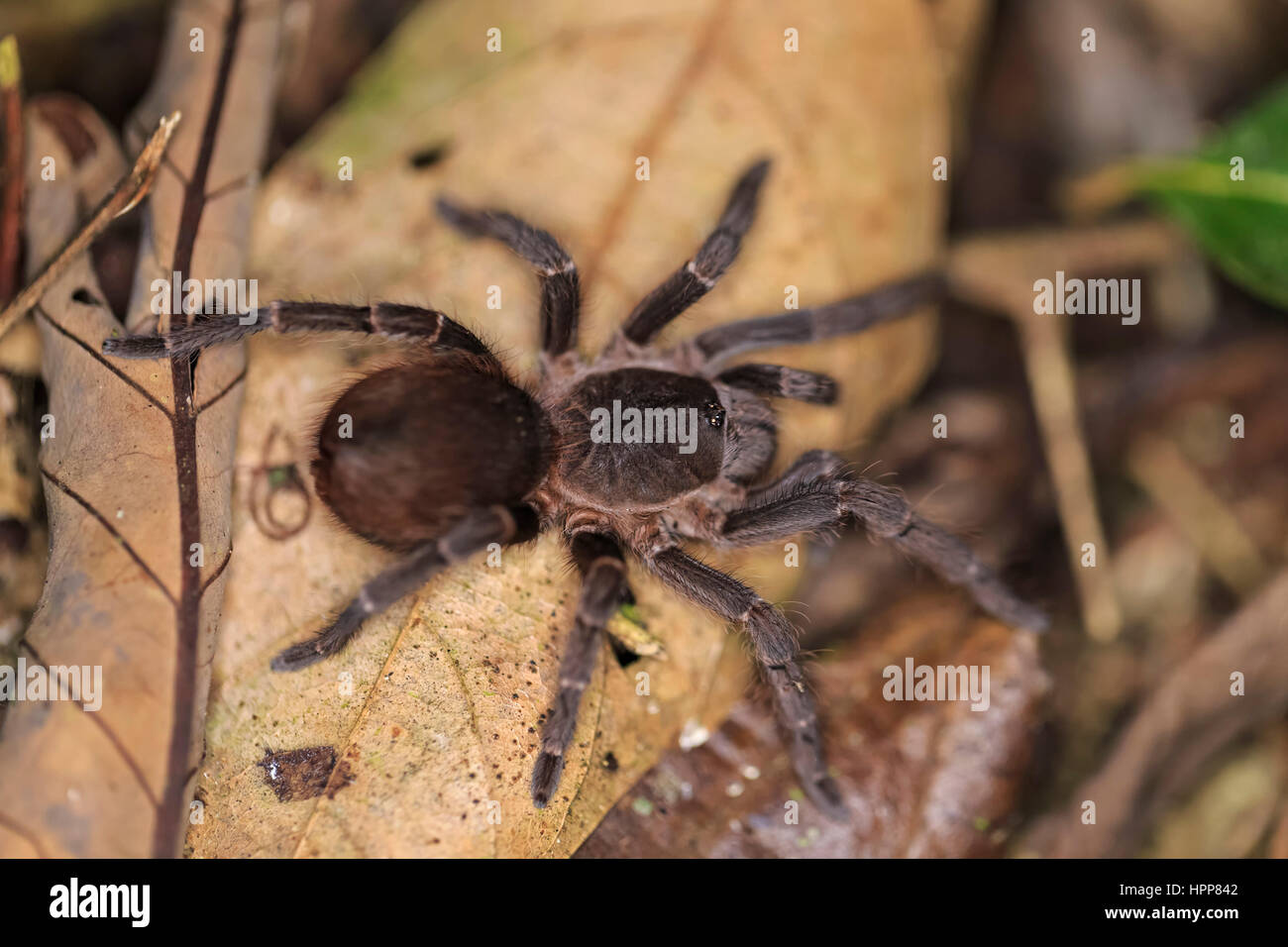 Peru, Manu National Park, Peruvian tarantula Stock Photo - Alamy