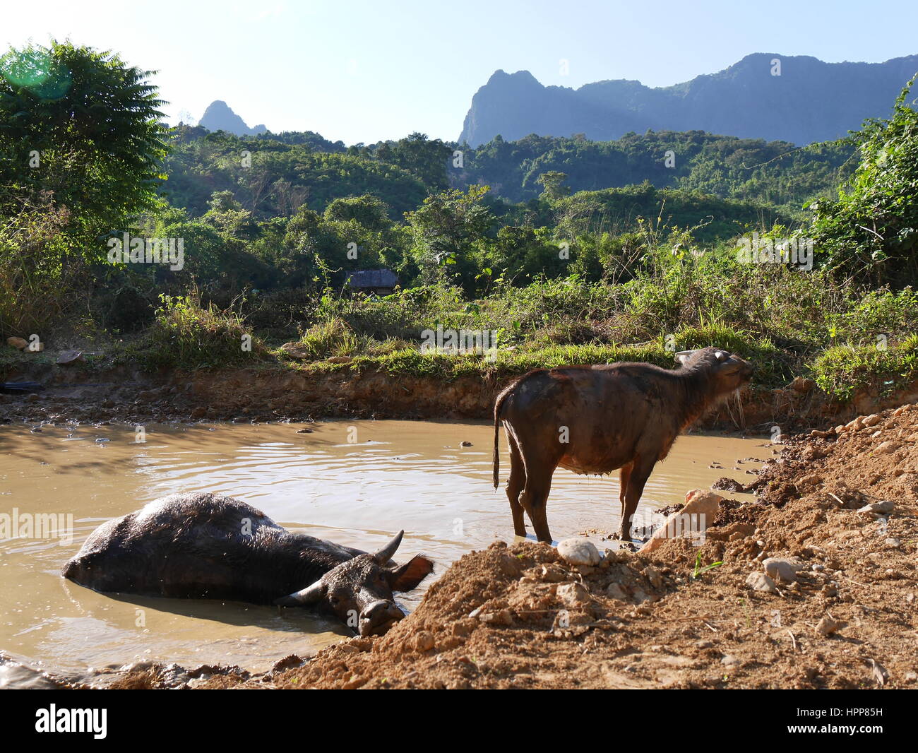 Buffalos bathing in water hi-res stock photography and images - Alamy
